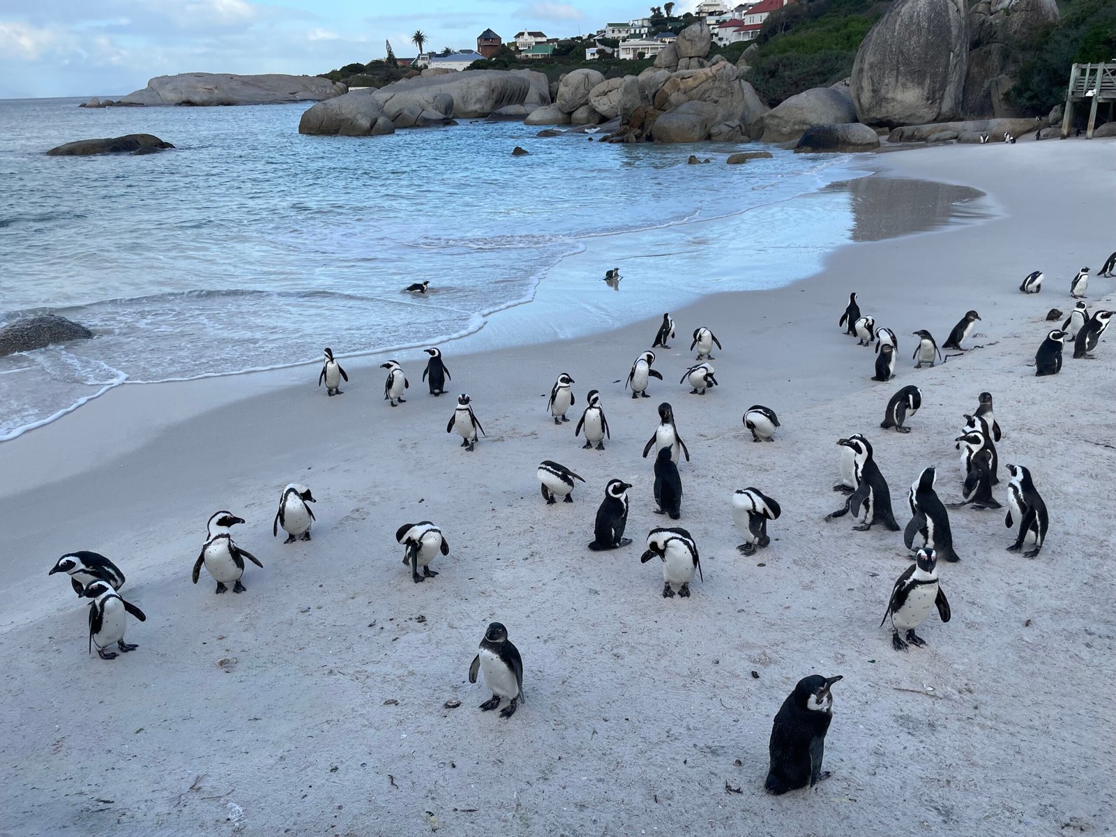 Visit Boulders Beach And Meet The Penguins Tyasha